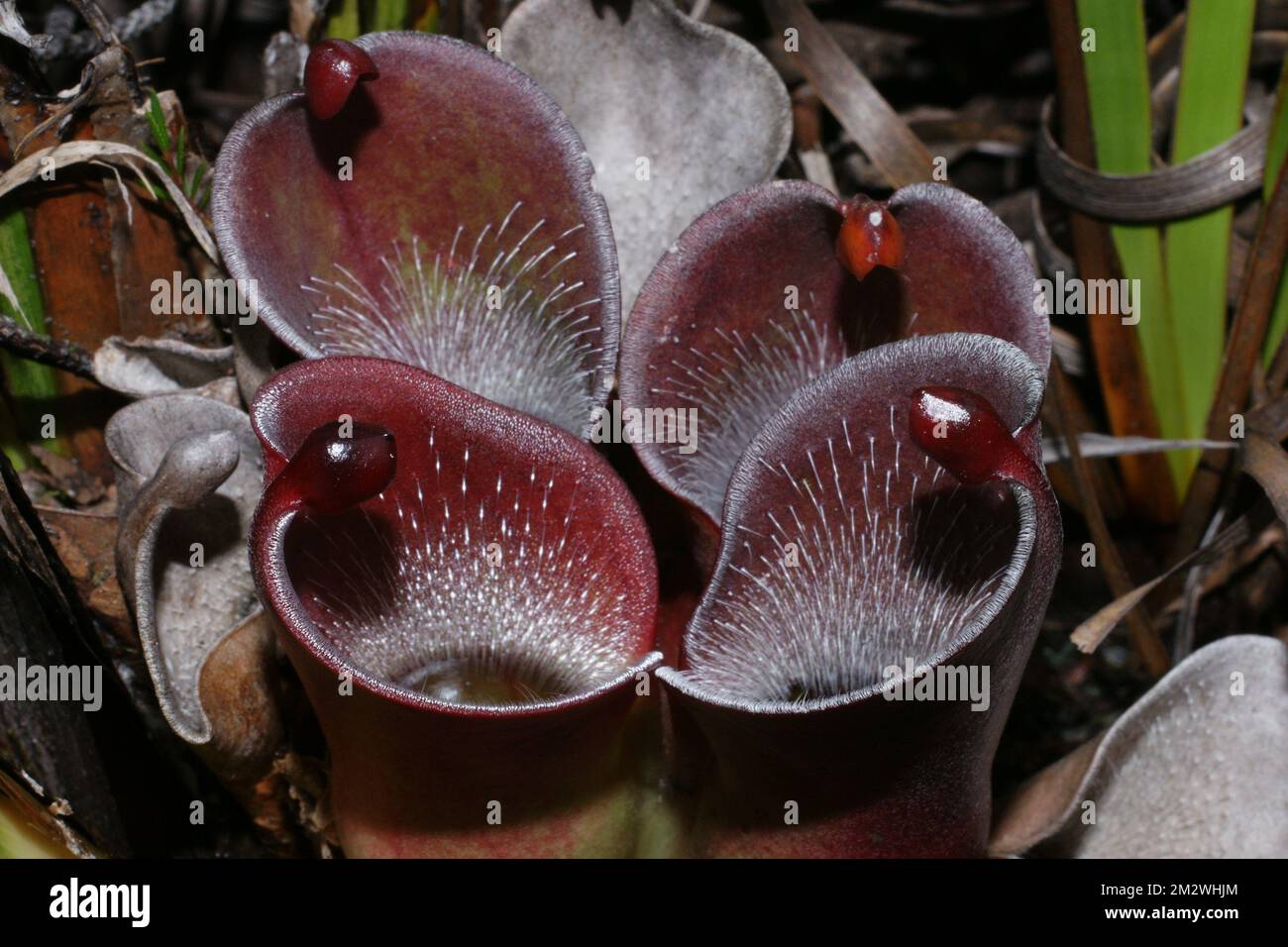Dark red and hairy pitchers of Heliamphora pulchella, carnivorous ...