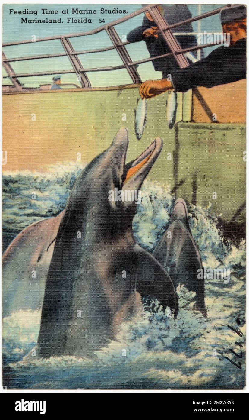 Feeding time at Marine Studios, Marineland, Florida , Sports ...