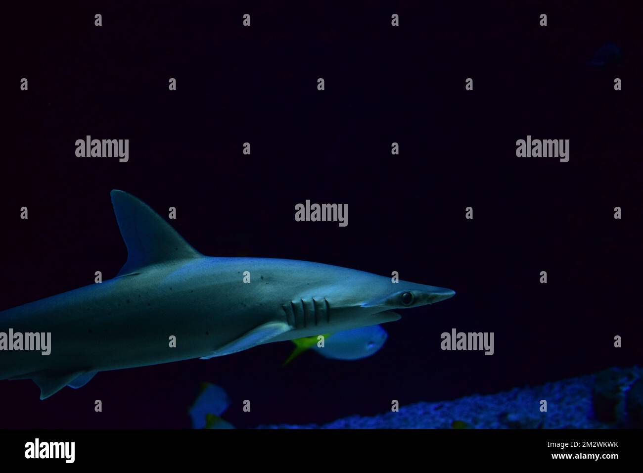 A hammerhead shark underwater in the zoo in Leipzig, Germany Stock ...