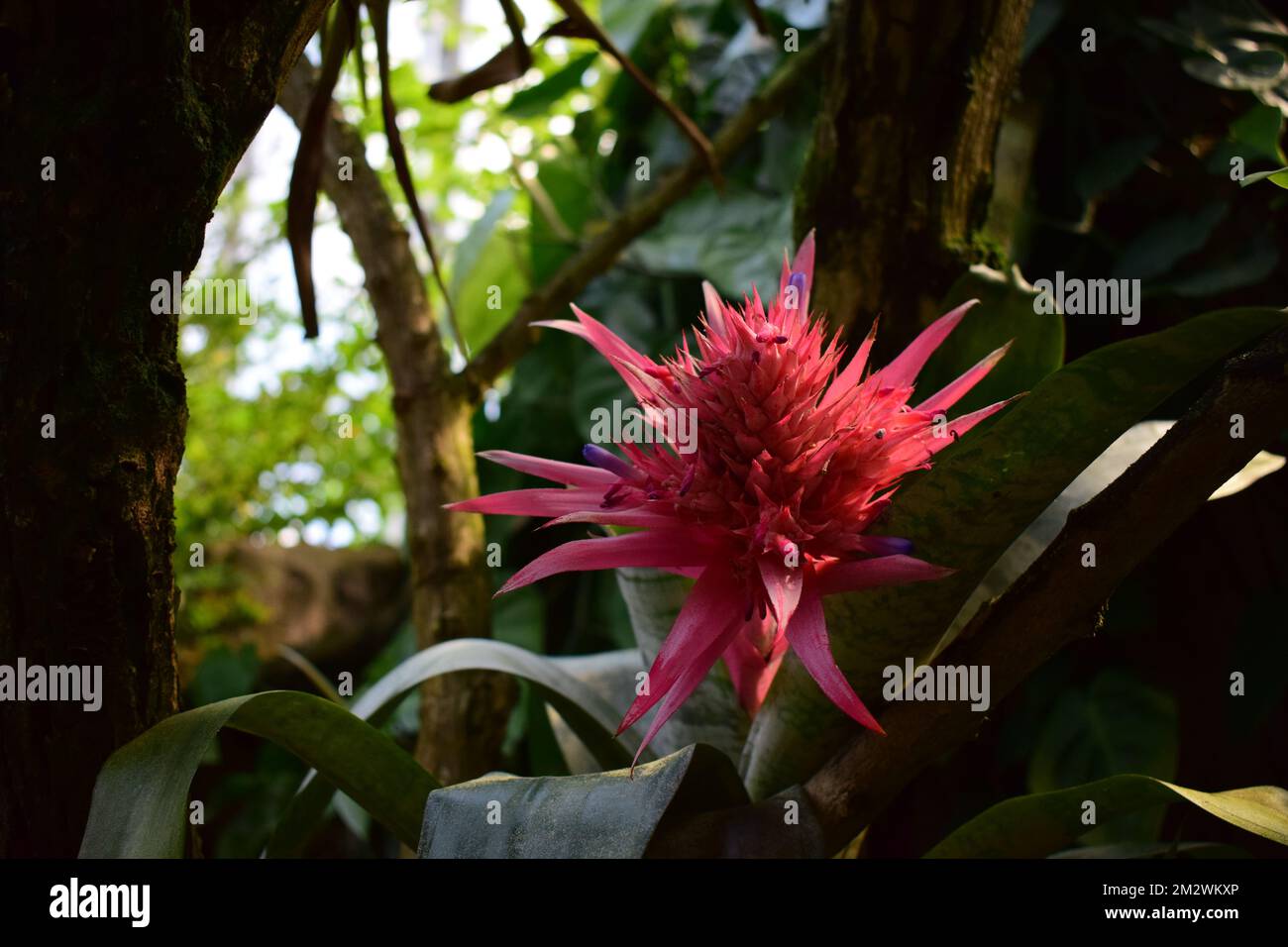 A pink bromeliad plant in the zoo in Leipzig, Germany Stock Photo - Alamy