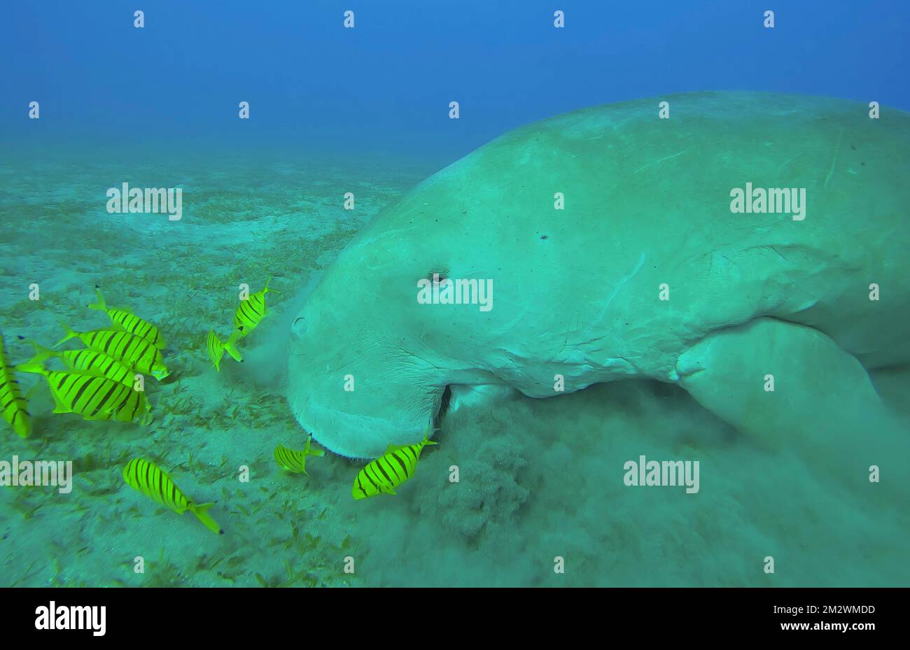 Ckose-up of Sea Cow eating algae on seagrass meadow. Dugong (Dugong ...
