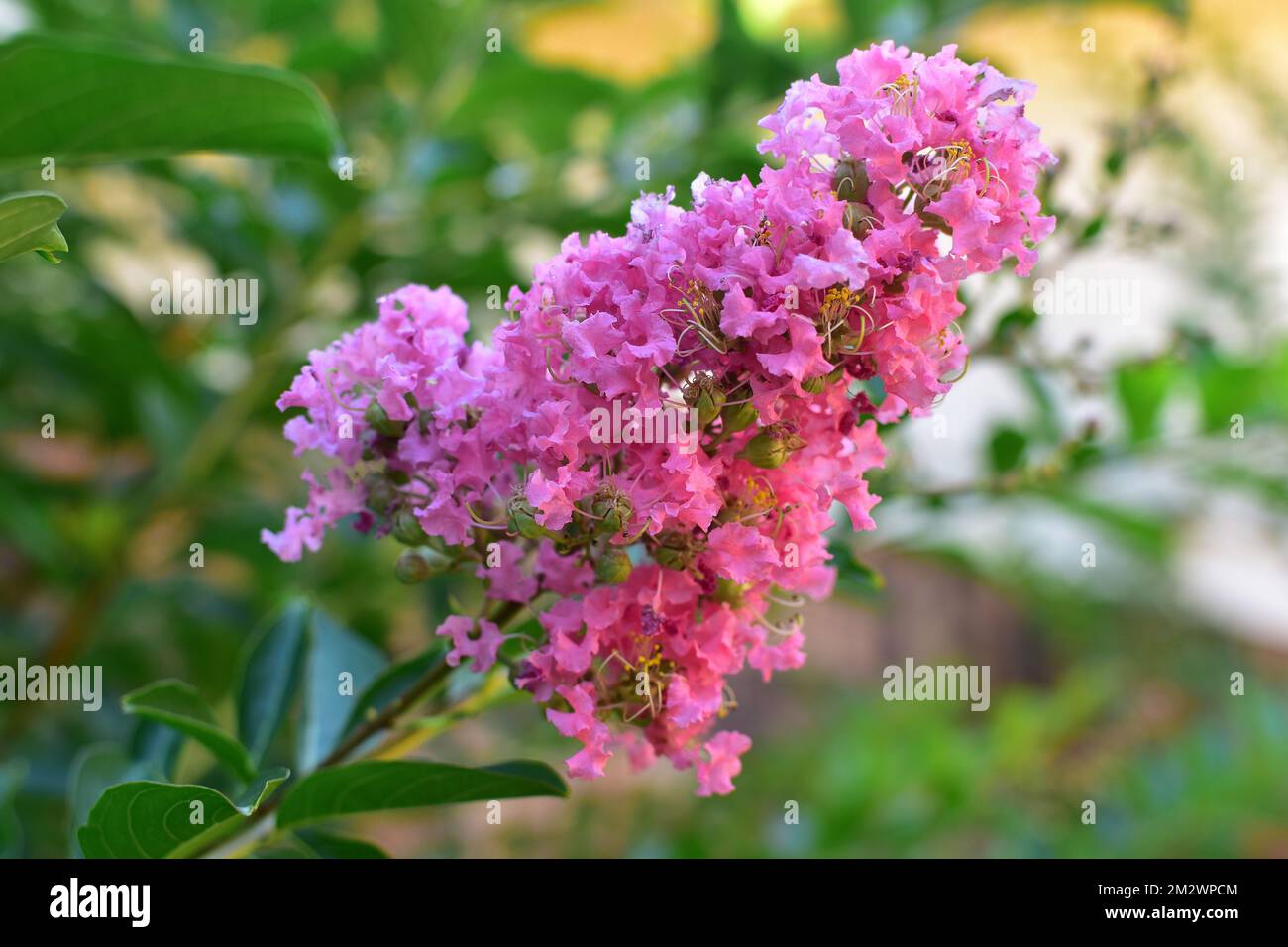 A selective focus shot of blooming crape myrtle Stock Photo - Alamy