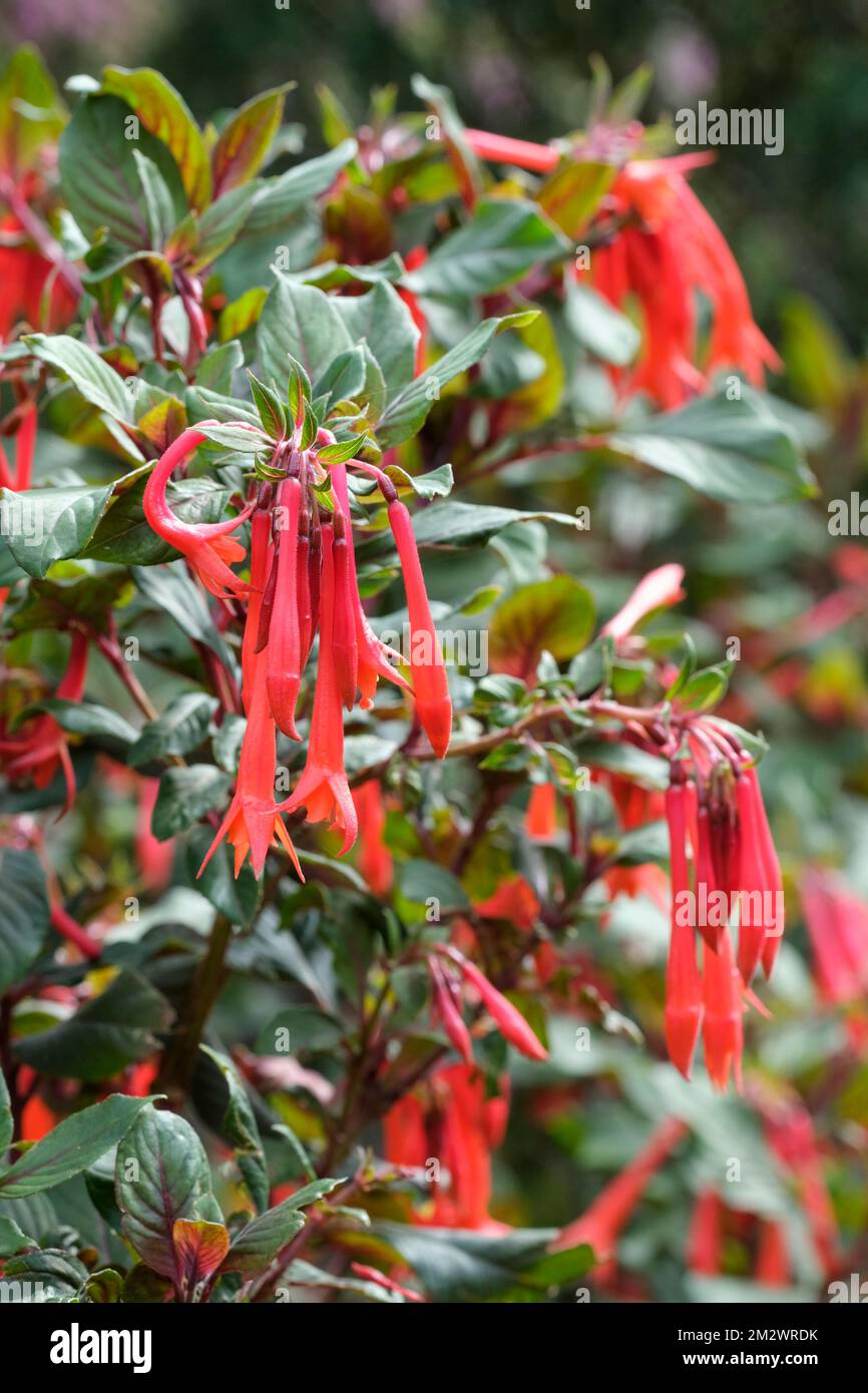 Fuchsia Thalia, elongated tubular-shaped orange-red blooms Stock Photo ...