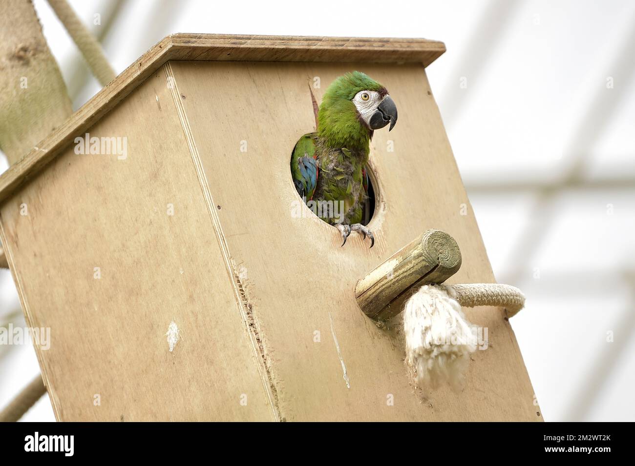 Illustration picture shows a parrot during the inauguration of the ...