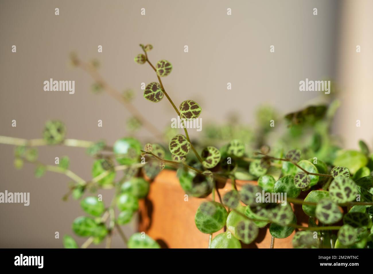 Closeup of Peperomia Prostrata - string of turtles houseplant in ...