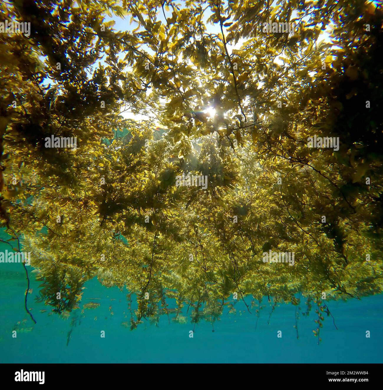 Red Sea, Egypt. 14th Dec, 2022. Islands of floating algae. Seaweed ...