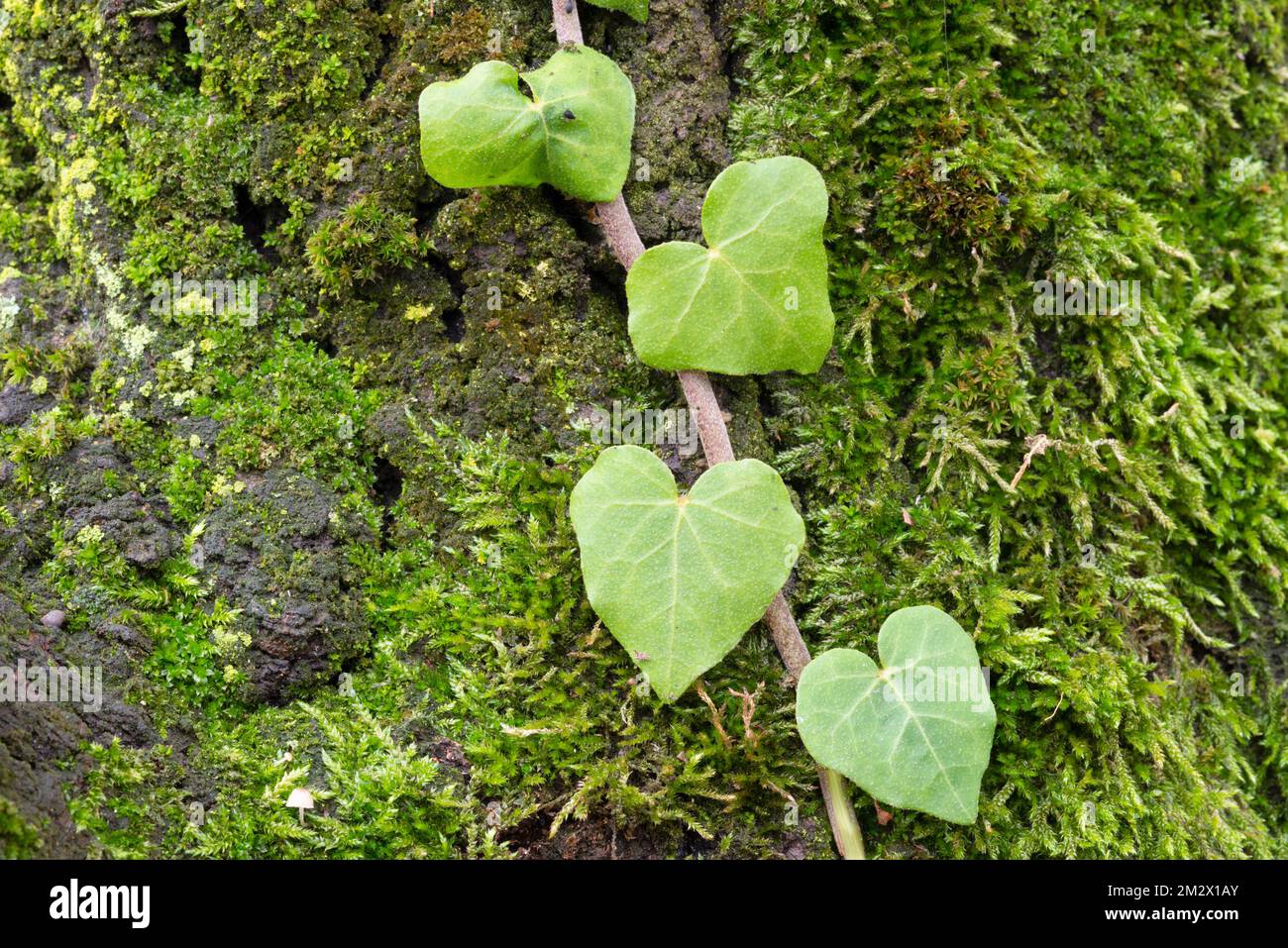 Italy, Lombardy, Ivy Branch on Moss Stock Photo - Alamy