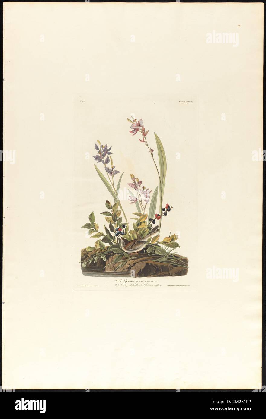 Field sparrow : Fringilla pusilla, Wils. Male. Calopogon pulchellum ...