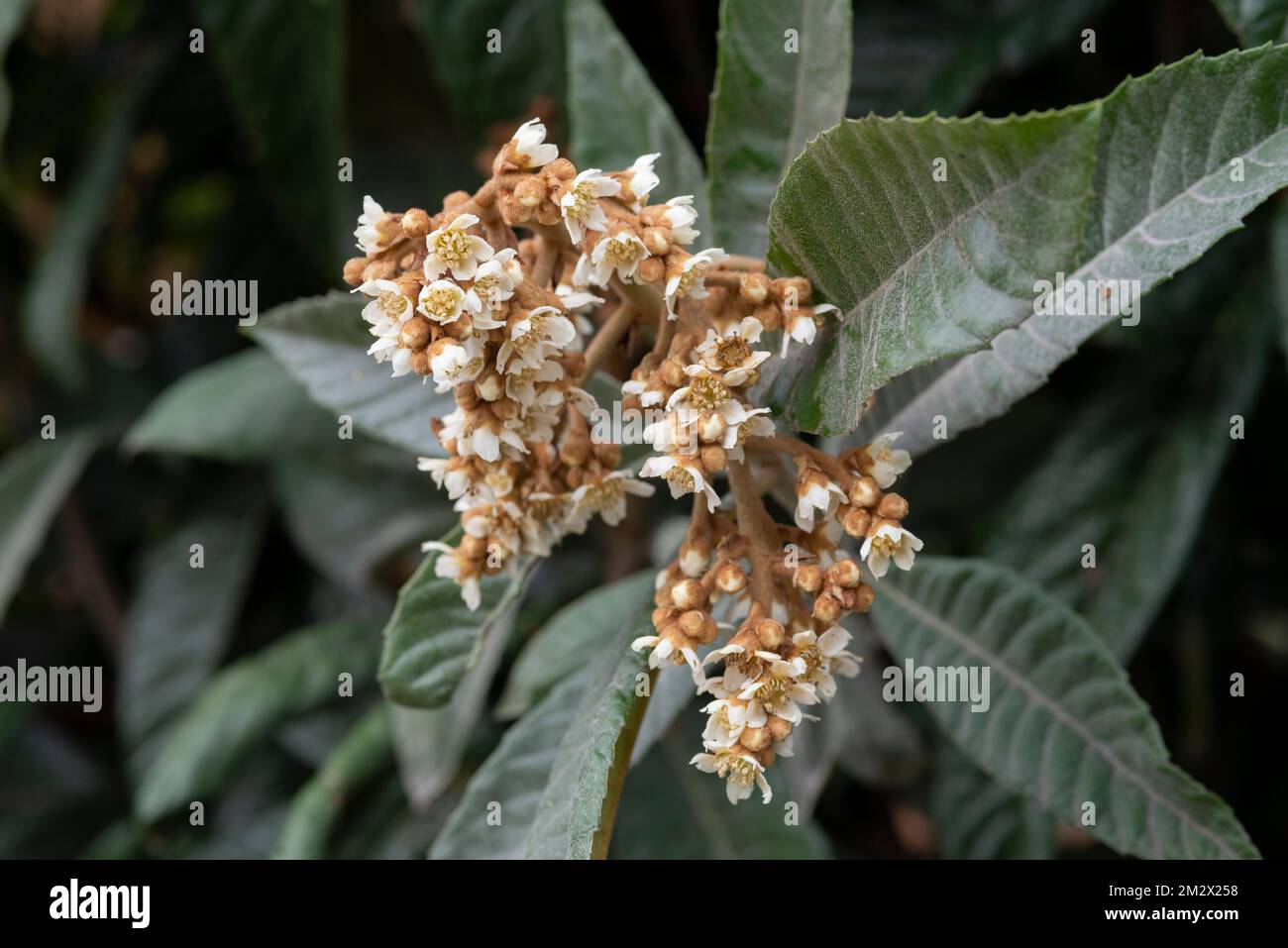 Loquat Tree Flower, Eriobotrya Japonica Stock Photo - Alamy