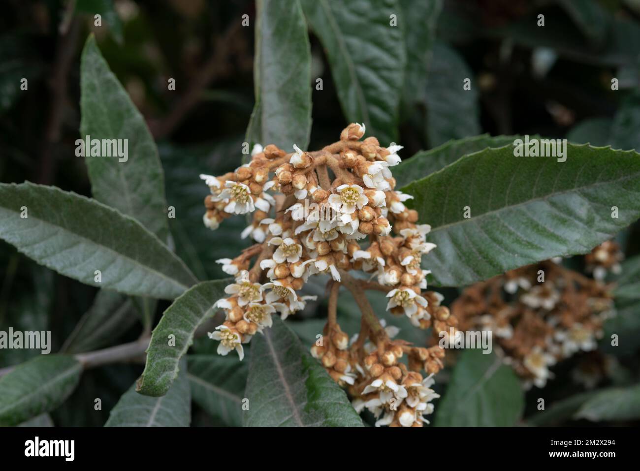 Loquat Tree Flower, Eriobotrya Japonica Stock Photo - Alamy