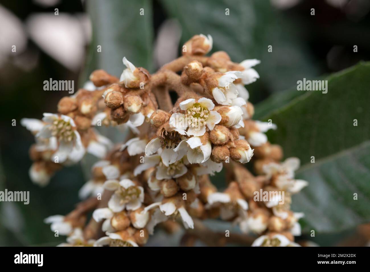 Loquat tree hi-res stock photography and images - Alamy