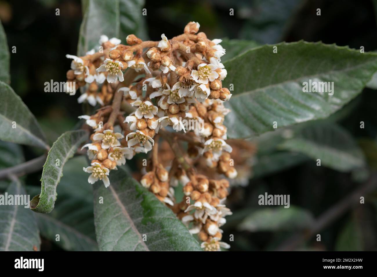 Loquat Tree Flower, Eriobotrya Japonica Stock Photo - Alamy
