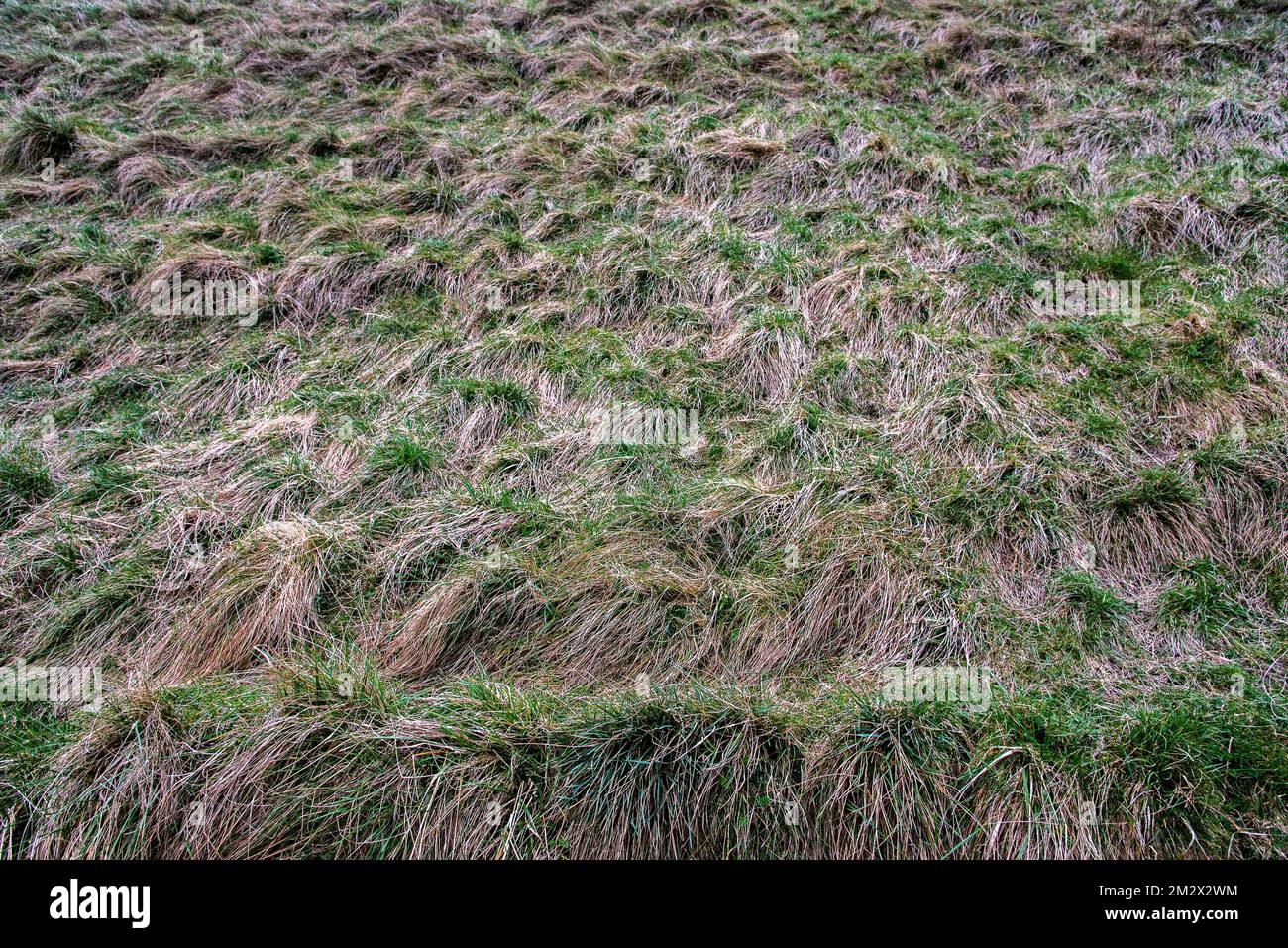 Rough grassland in spring with green grass emerging Stock Photo - Alamy
