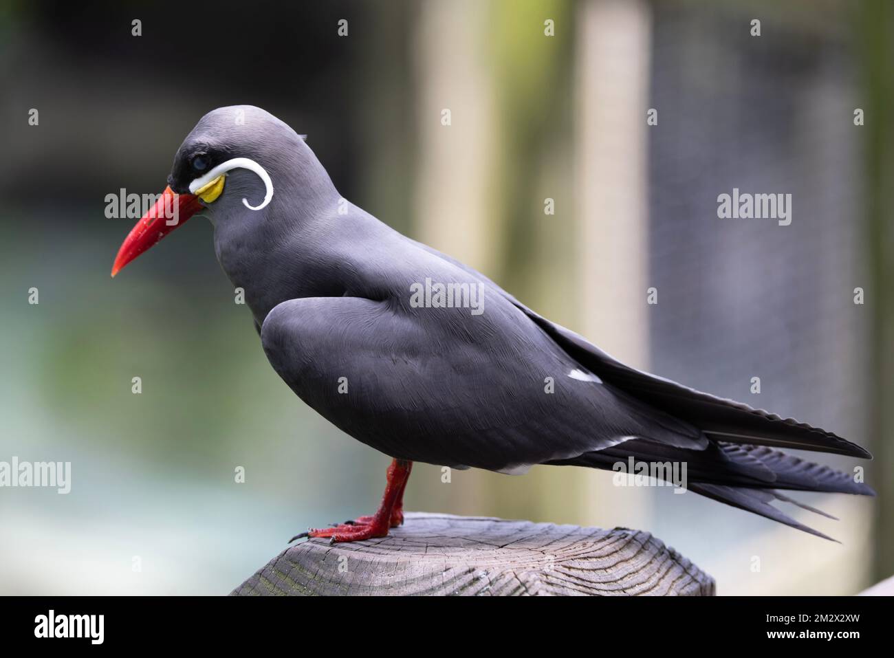 An Inca tern bird perching on a metal surface in a park in St Augustine ...