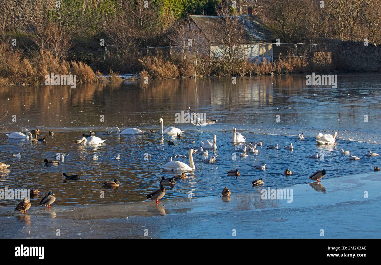 Duddingston Loch, Edinburgh, Scotland, UK. 14th December 2022. Frozen ...