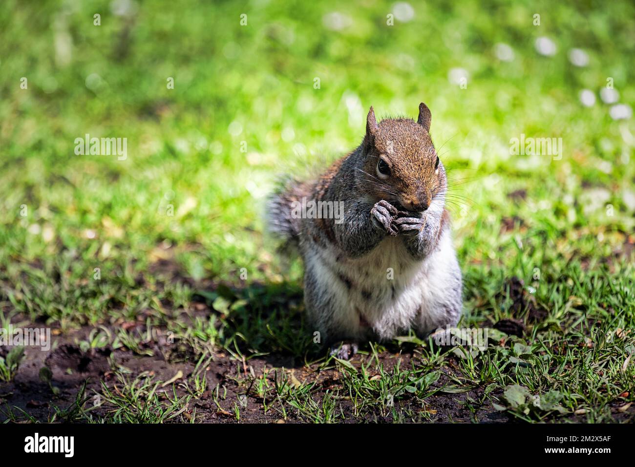 Eurasian red squirrel (Sciurus vulgaris) feeding in a meadow In the ...