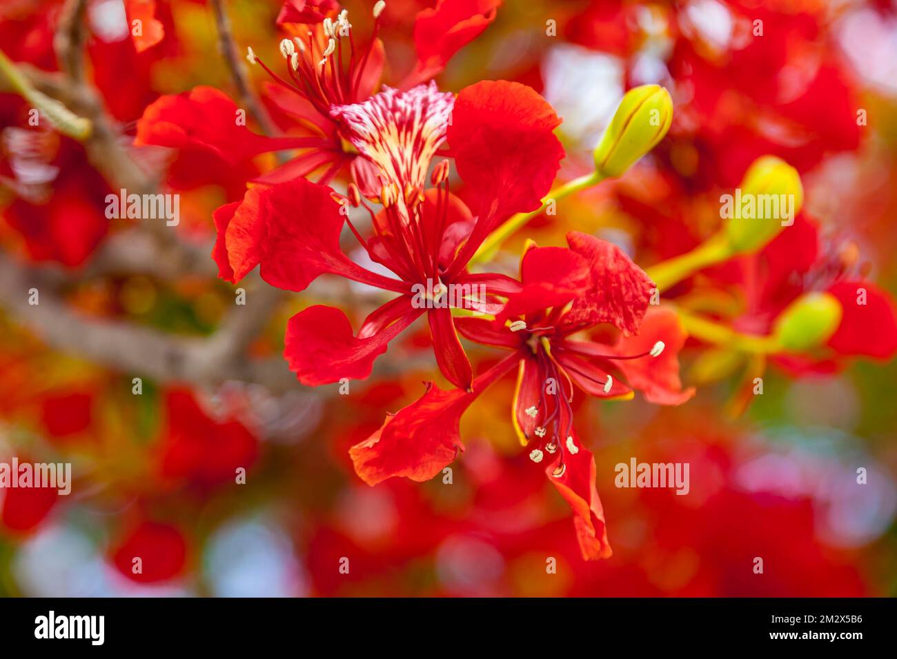 Flower of the royal poinciana (Delonix regia), Namibia Stock Photo - Alamy