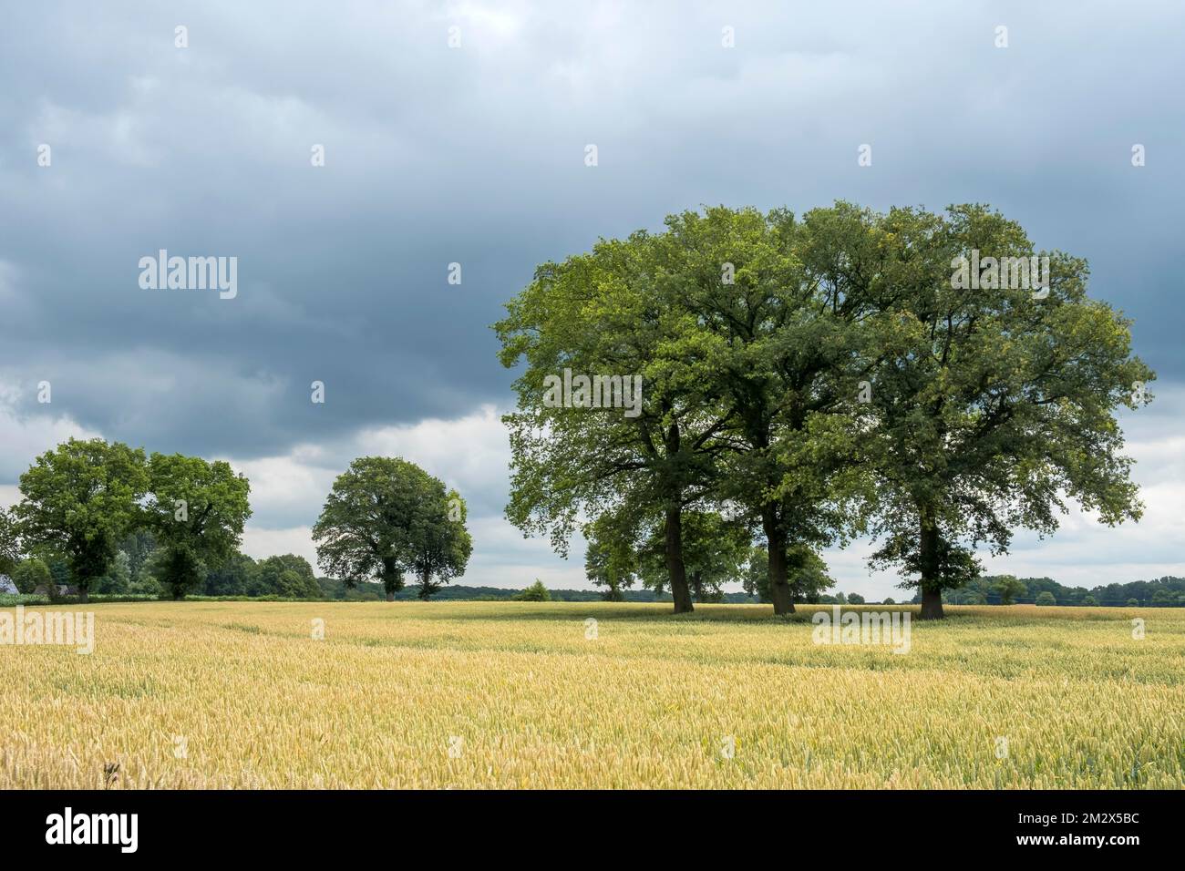Landscape with deciduous trees, grain field, Muensterland, North Rhine ...