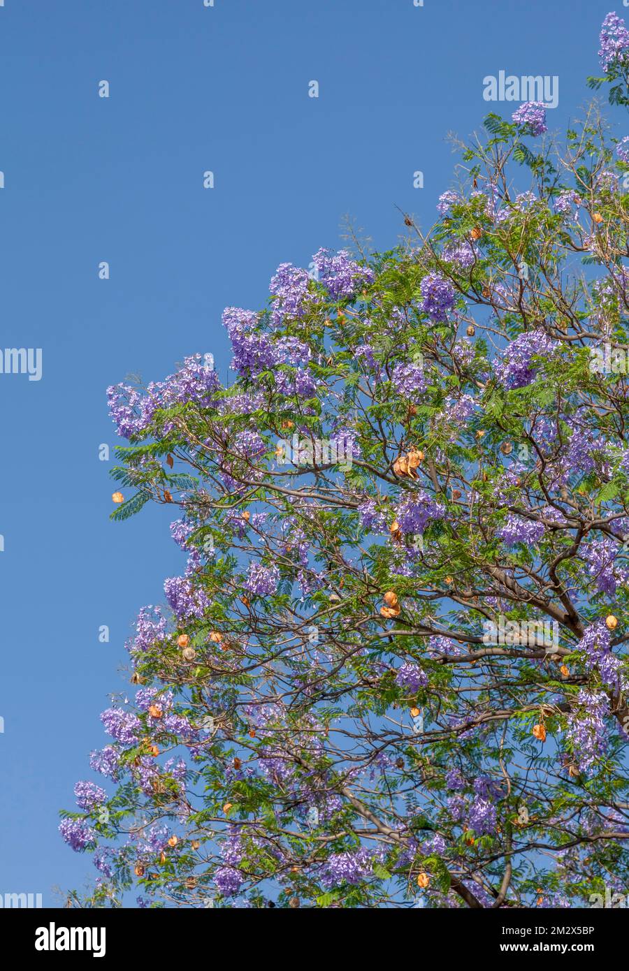 Rosewood tree, Jacaranda mimimosifolia, Namibia Stock Photo - Alamy