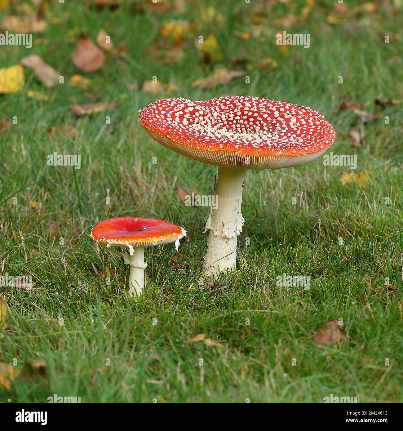 Fly agaric (Amanita muscaria), large and small specimen standing under ...