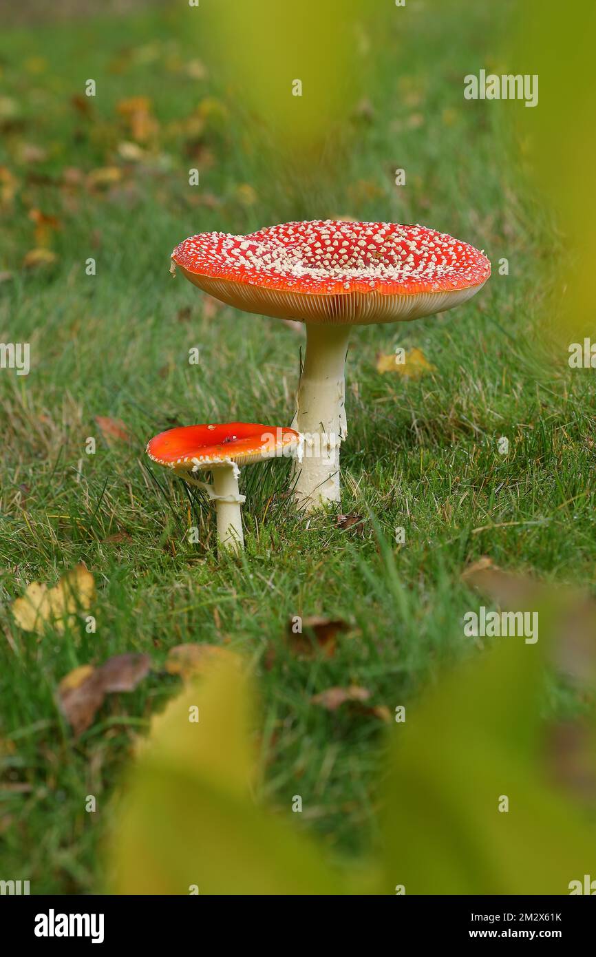 Fly agaric (Amanita muscaria), large and small specimen standing under ...