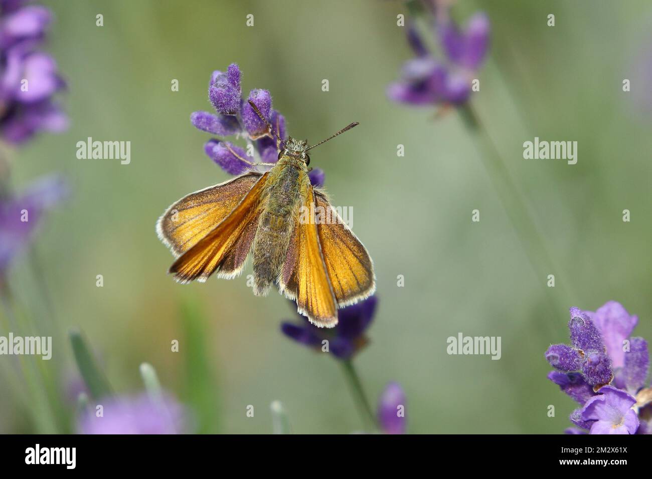 Large skipper (Ochlodes venatus), on common lavender (Lavandula ...