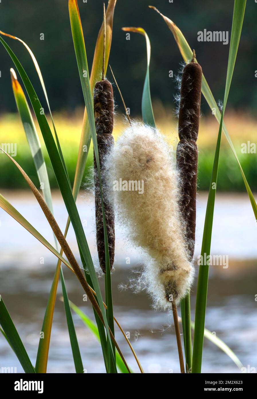 Inflorescence of a cattail (Typha), Muensterland, North Rhine ...