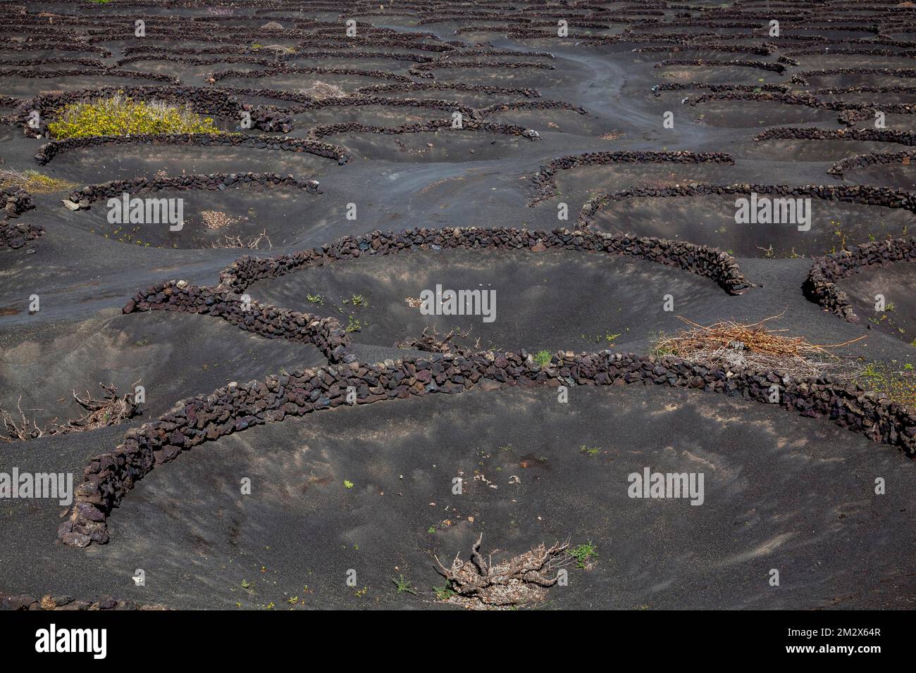Typical vine growing in dry farming method, on volcanic ash, lava ...