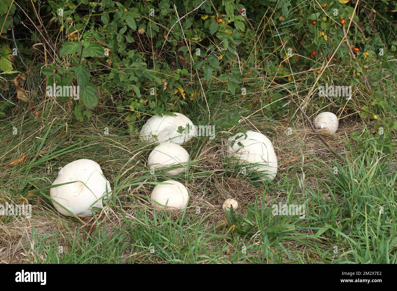 Giant puffball (Calvatia gigantea) specimens growing in the meadow ...