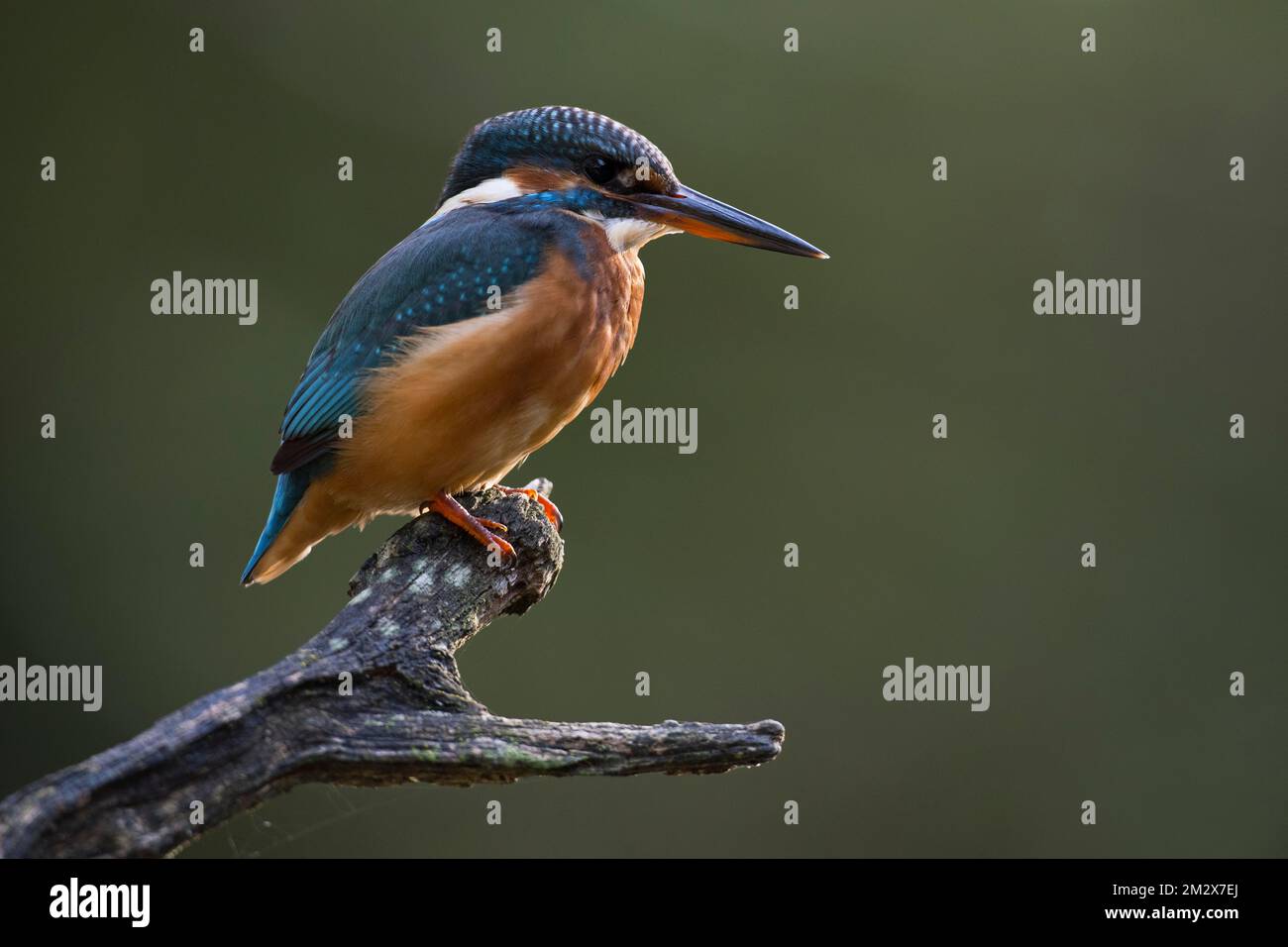 Common kingfisher (Alcedo atthis) in the morning light, Emsland, Lower ...