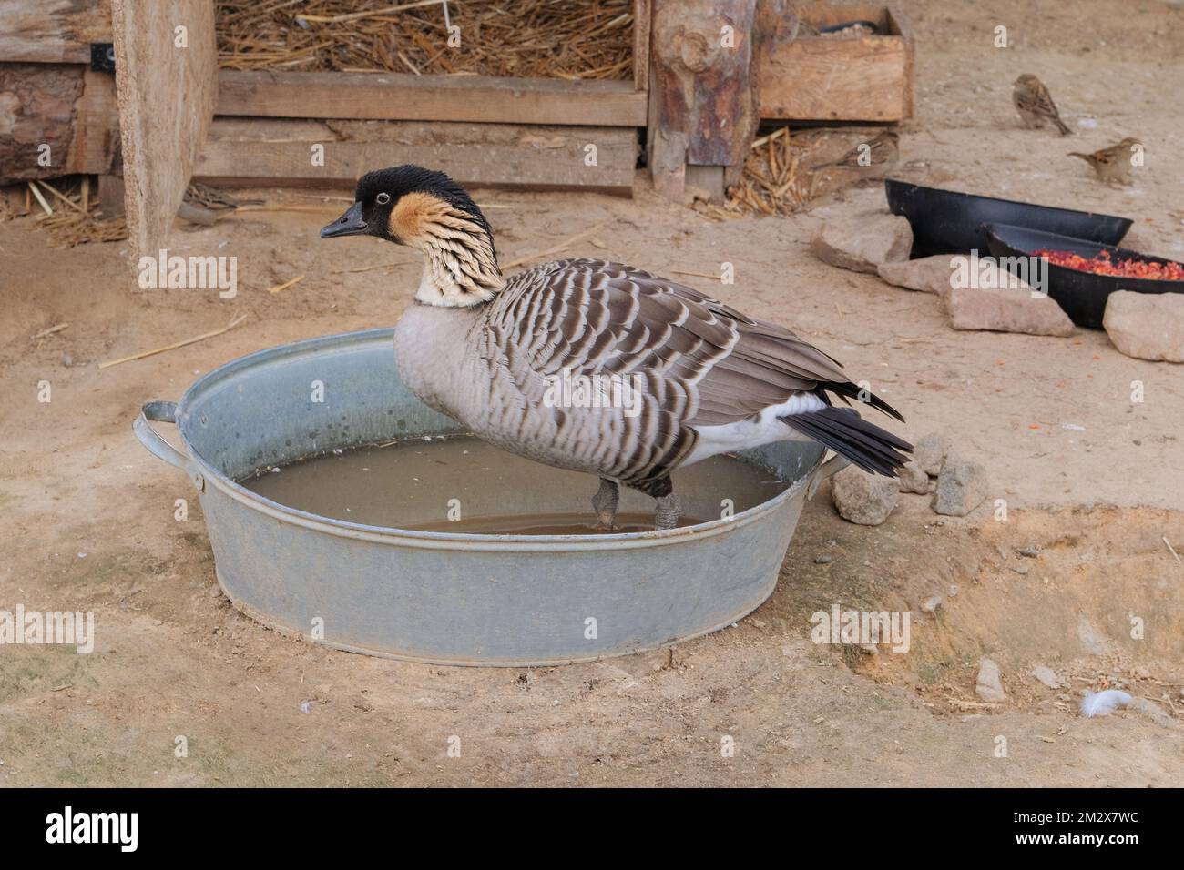 Branta sandvicensis. Exotic ducks at the zoo. Keeping wild Hawaiian ...