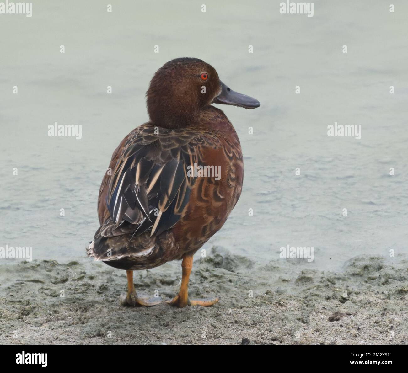 Male cinnamon teal (Spatula cyanoptera) resting on the edge of a pool ...
