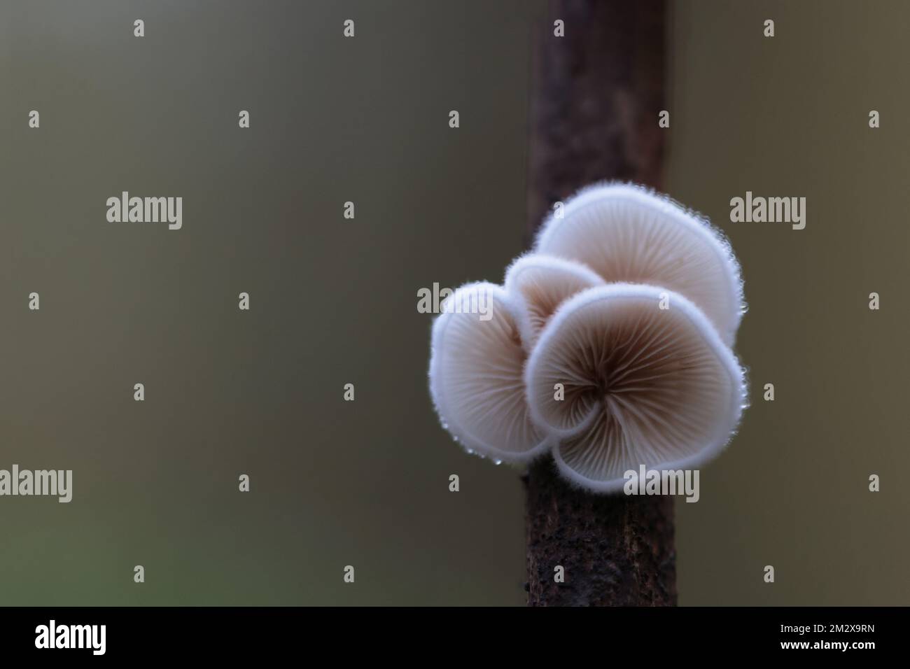 Mushroom Crepidotus variabilis growing on a dead branch Stock Photo - Alamy