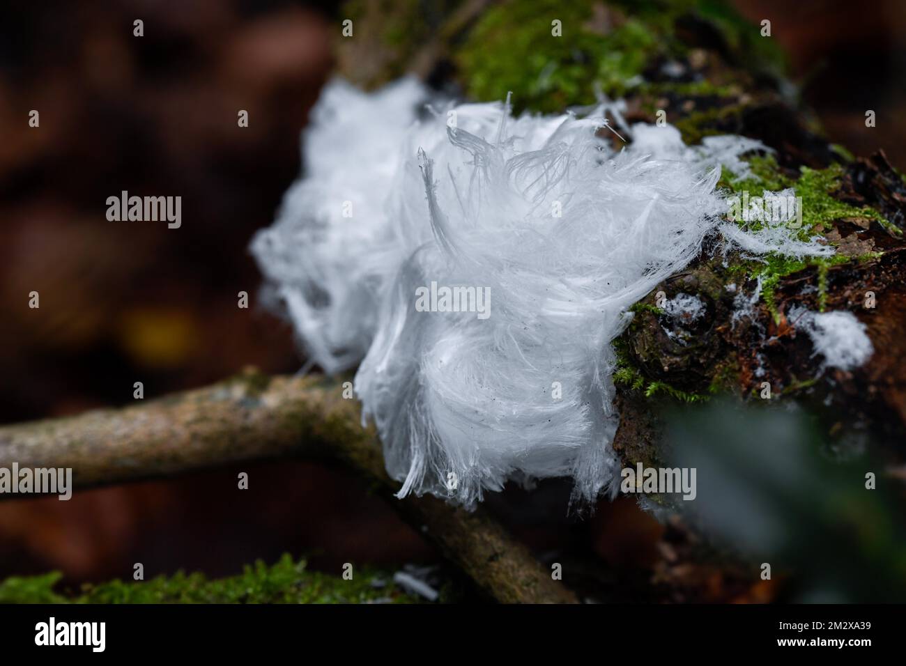 Hair ice on deadwood with moss, rare natural phenomenon caused by ...