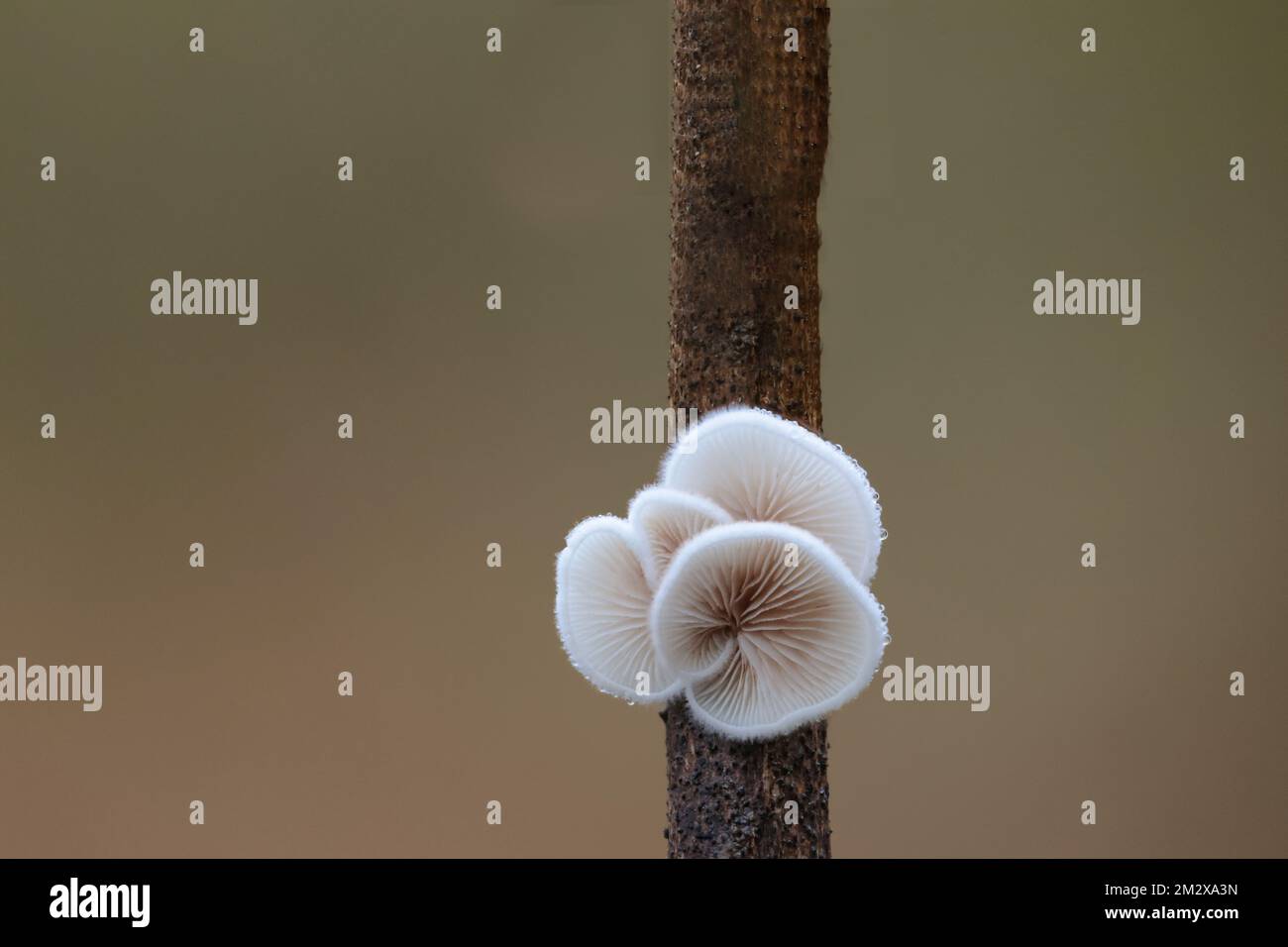 Mushroom Crepidotus variabilis growing on a dead branch Stock Photo - Alamy