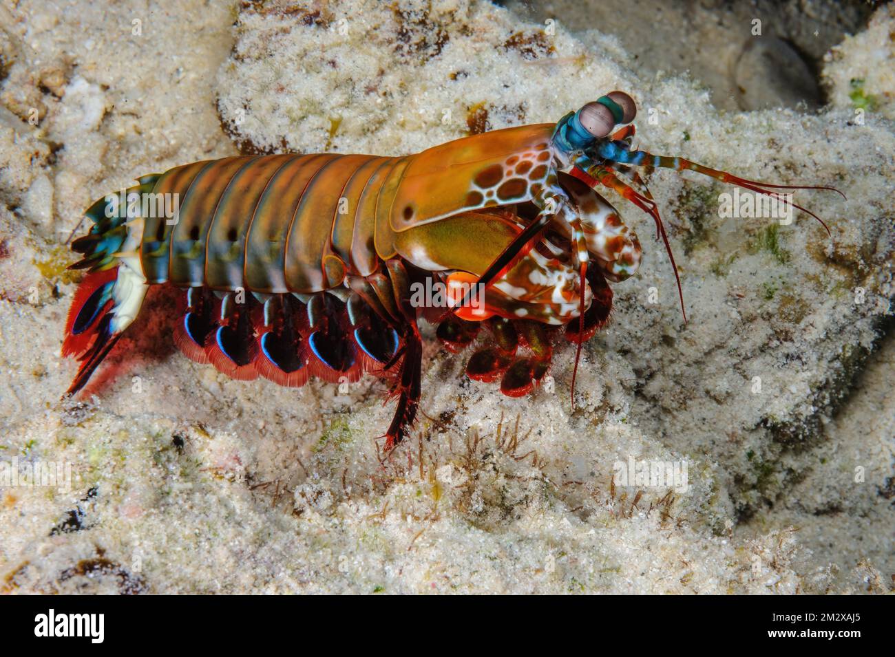 Peacock mantis shrimp (Odontodactylus scyllarus), Peacock mantis shrimp ...