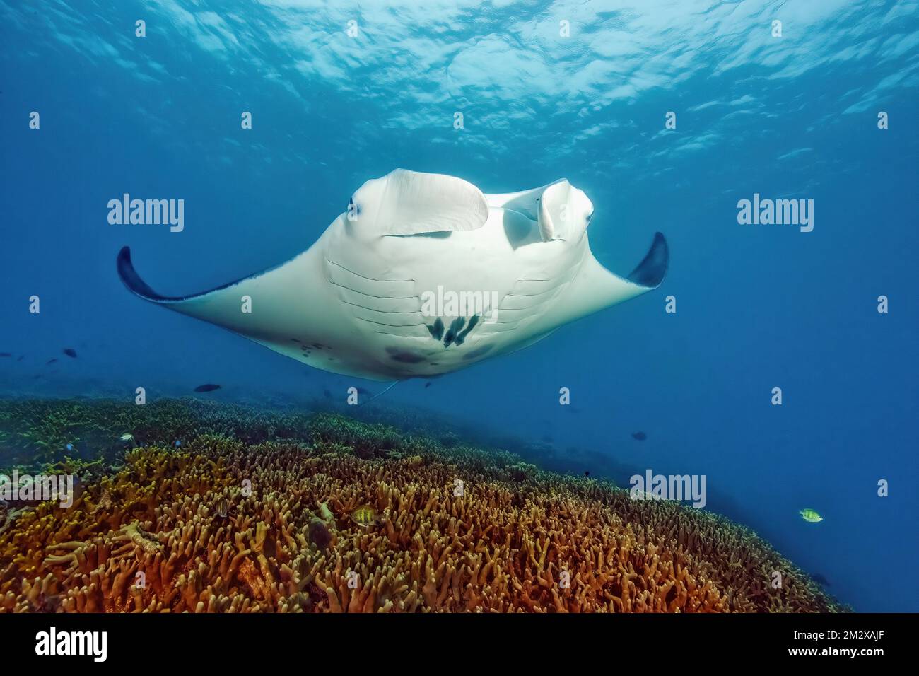 Pelagic manta ray (Manta birostris) swimming in shallow water over ...