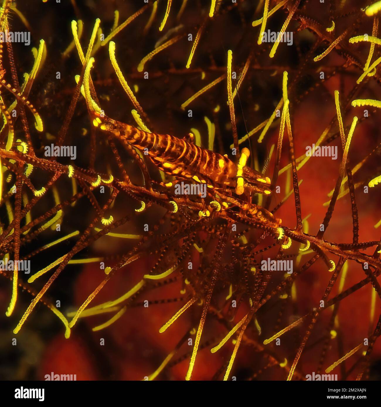 Ambon crinoid shrimp (Laomenes amboinensis), Pazifk, Visayas, Bohol ...