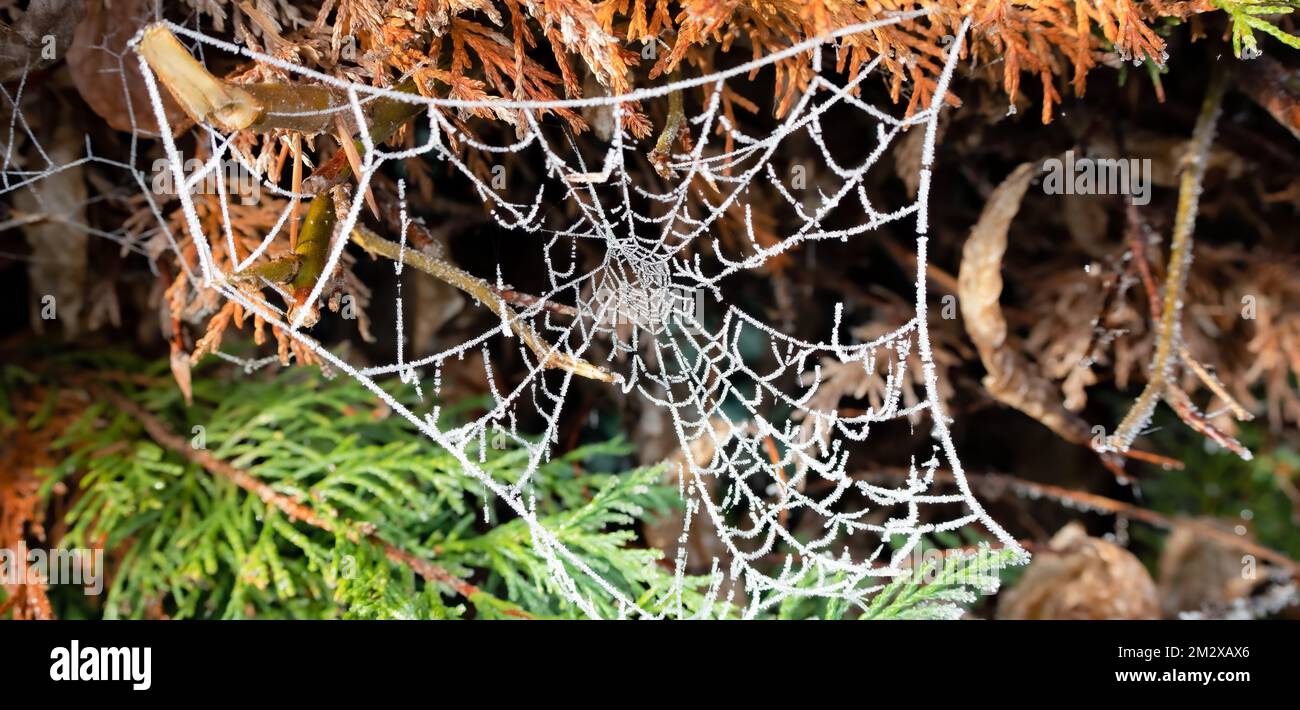 close up of a spider's web glistening with icy frost Stock Photo - Alamy