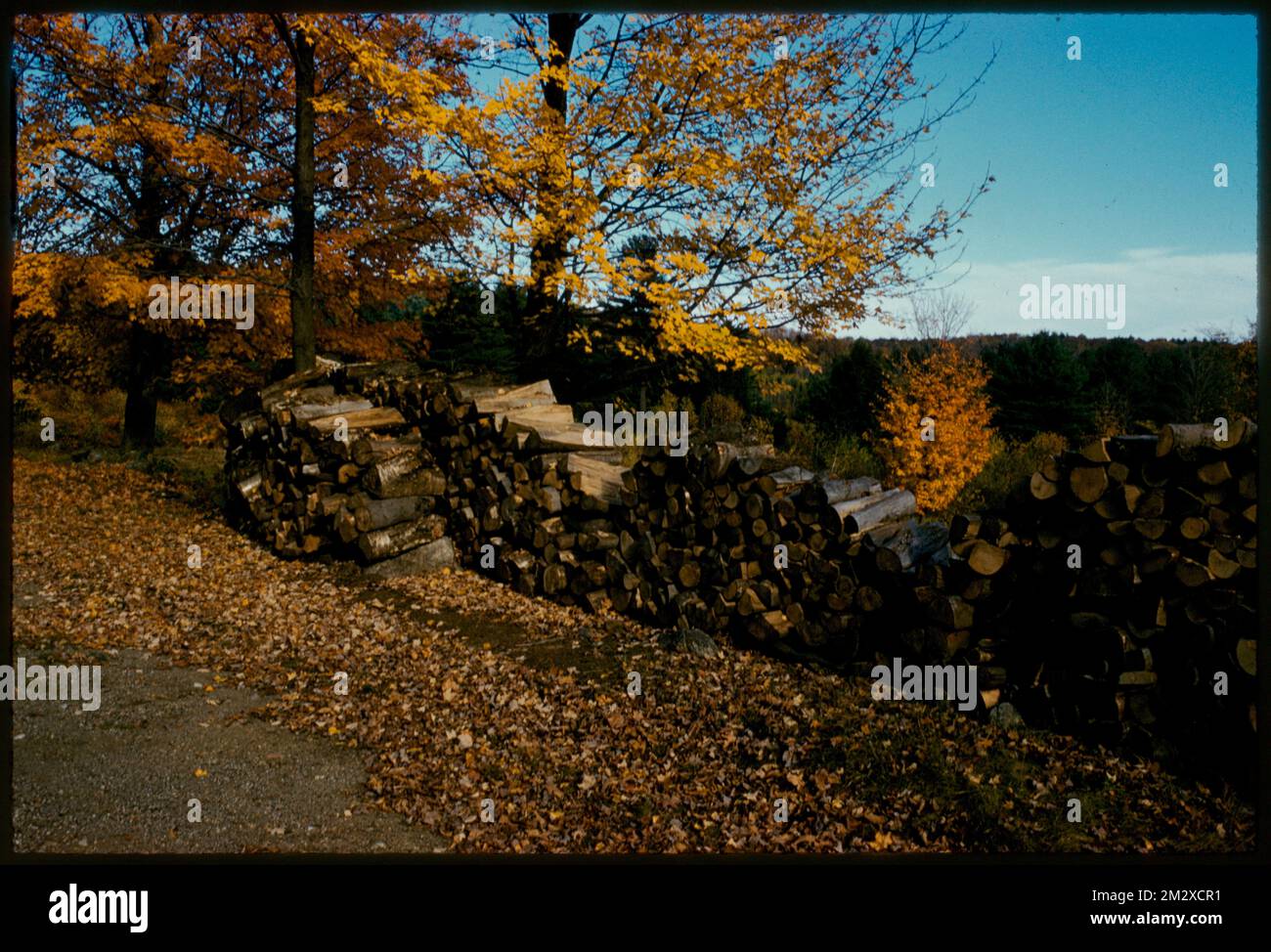Firewood, fall foliage , Fuelwood, Autumn, Trees. Edmund L. Mitchell ...
