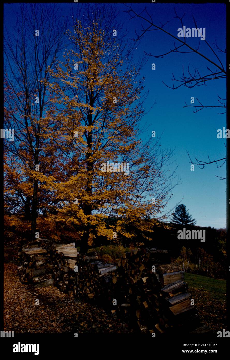 Firewood, fall foliage , Fuelwood, Autumn, Trees. Edmund L. Mitchell ...