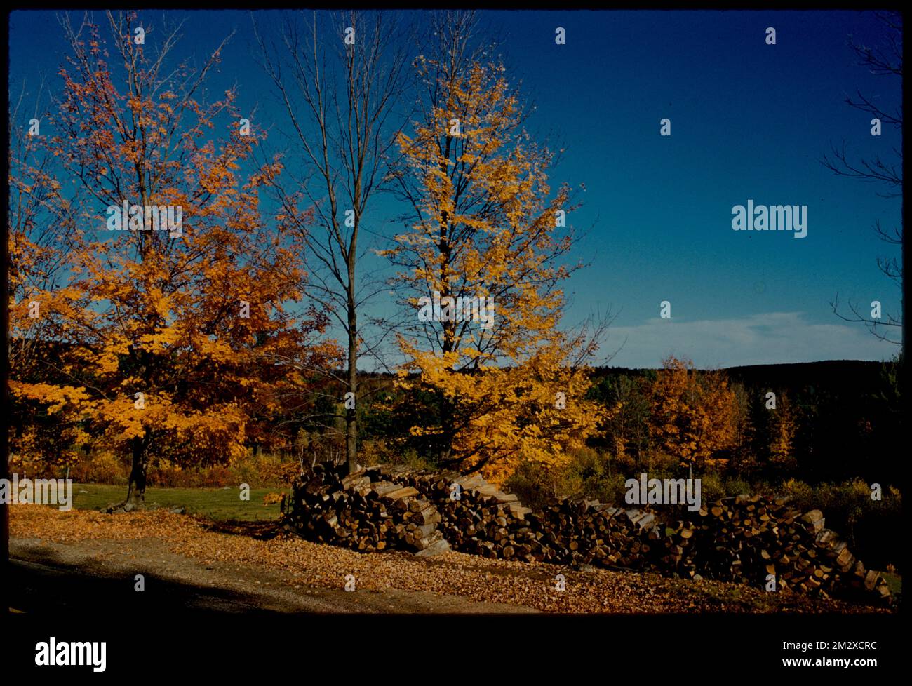 Firewood, fall foliage , Fuelwood, Autumn, Trees. Edmund L. Mitchell ...
