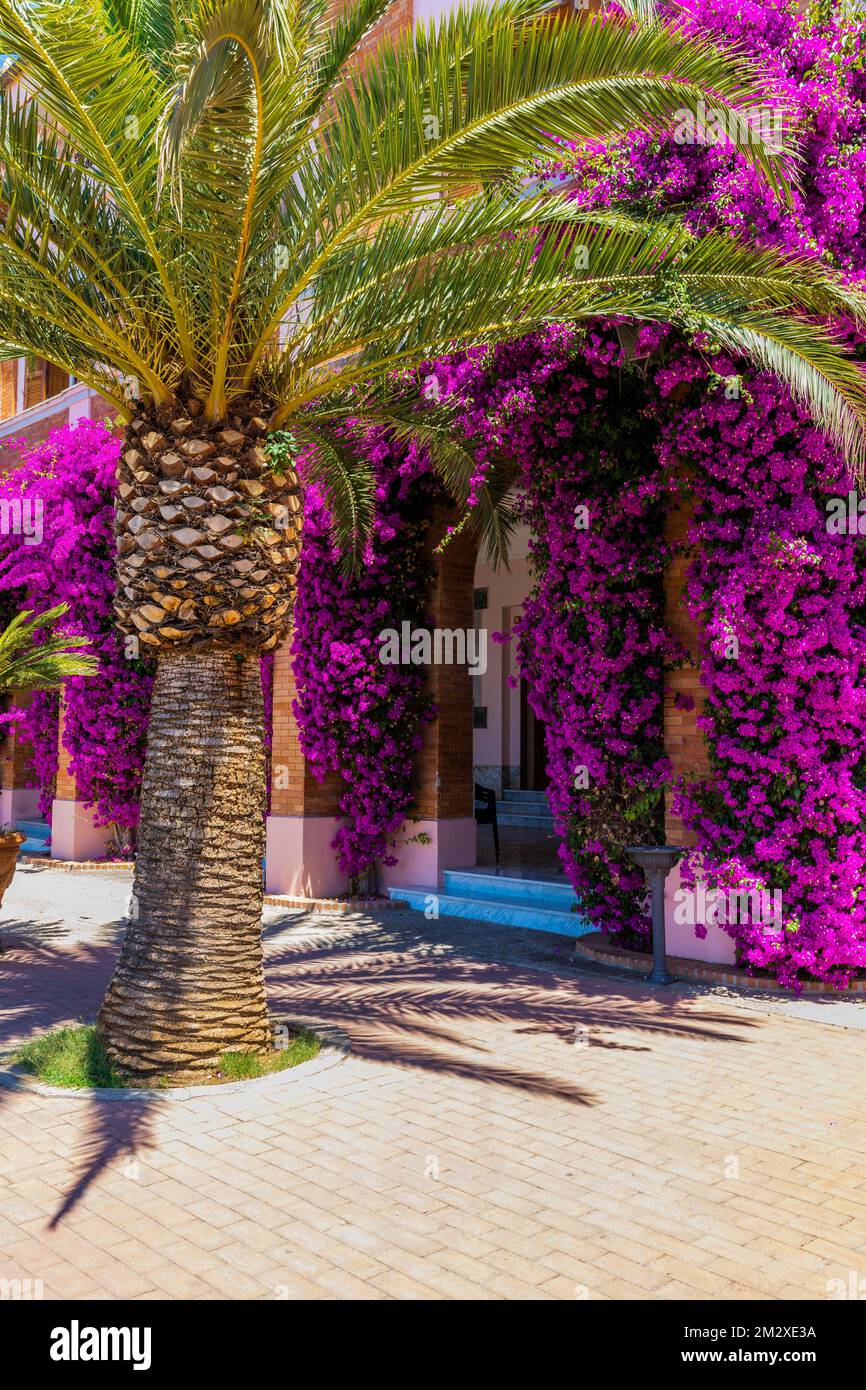 Palm tree (arecales) and bougainvillea (bougainvillea) bush at the town ...