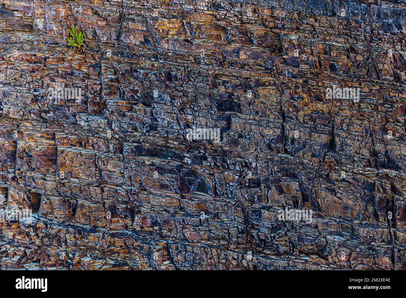 Ore-bearing rock in Forte Falcone, Portoferraio, Elba, Tuscan ...