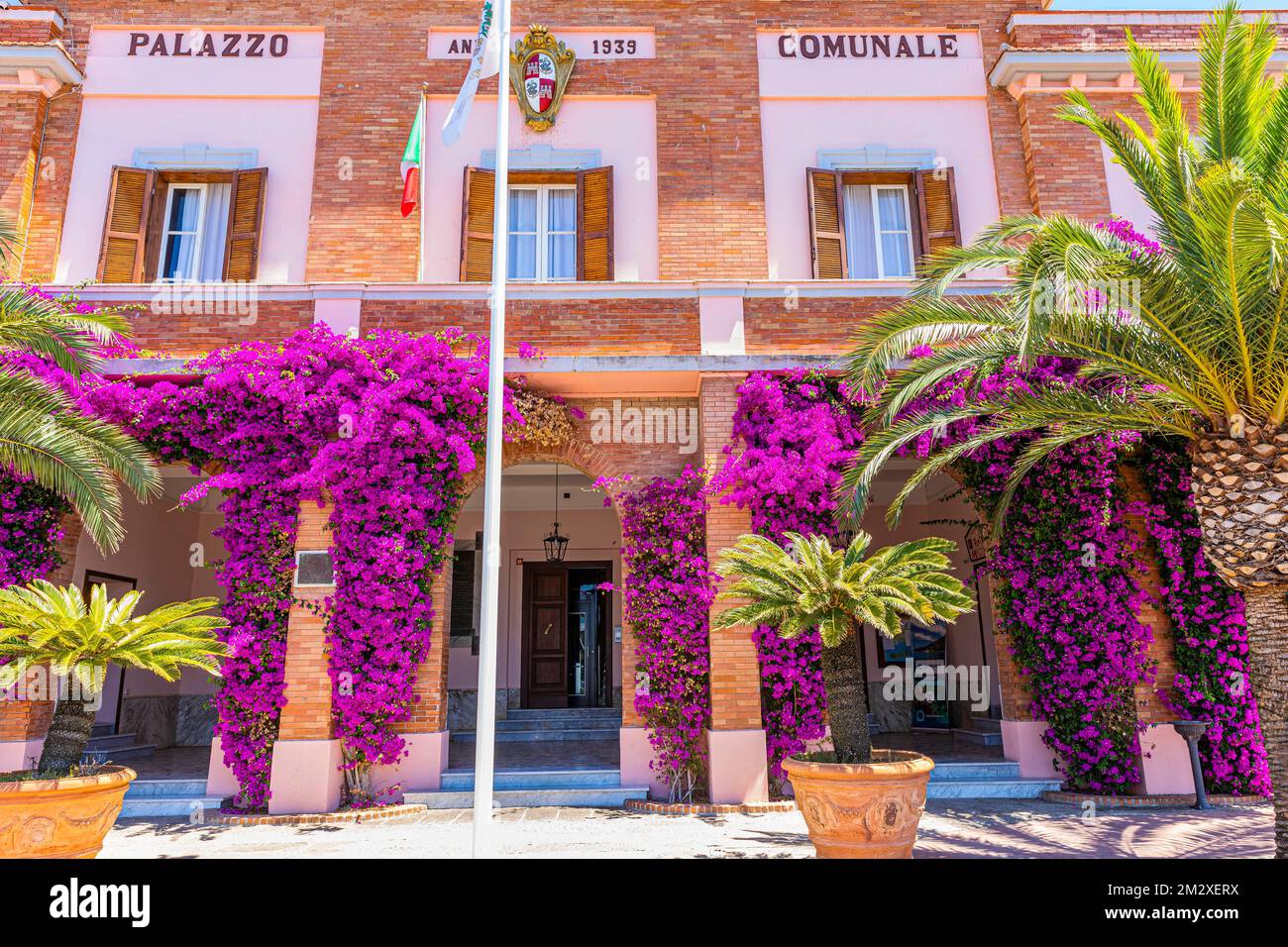 Palm trees (arecales) and bougainvillea (bougainvillea) bush at the ...