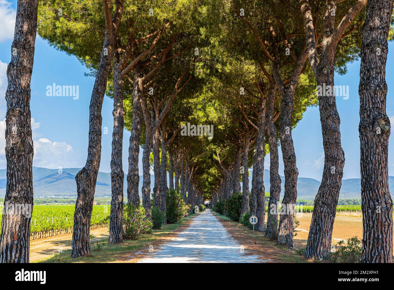 Castagneto carducci tuscany italy hi-res stock photography and images ...