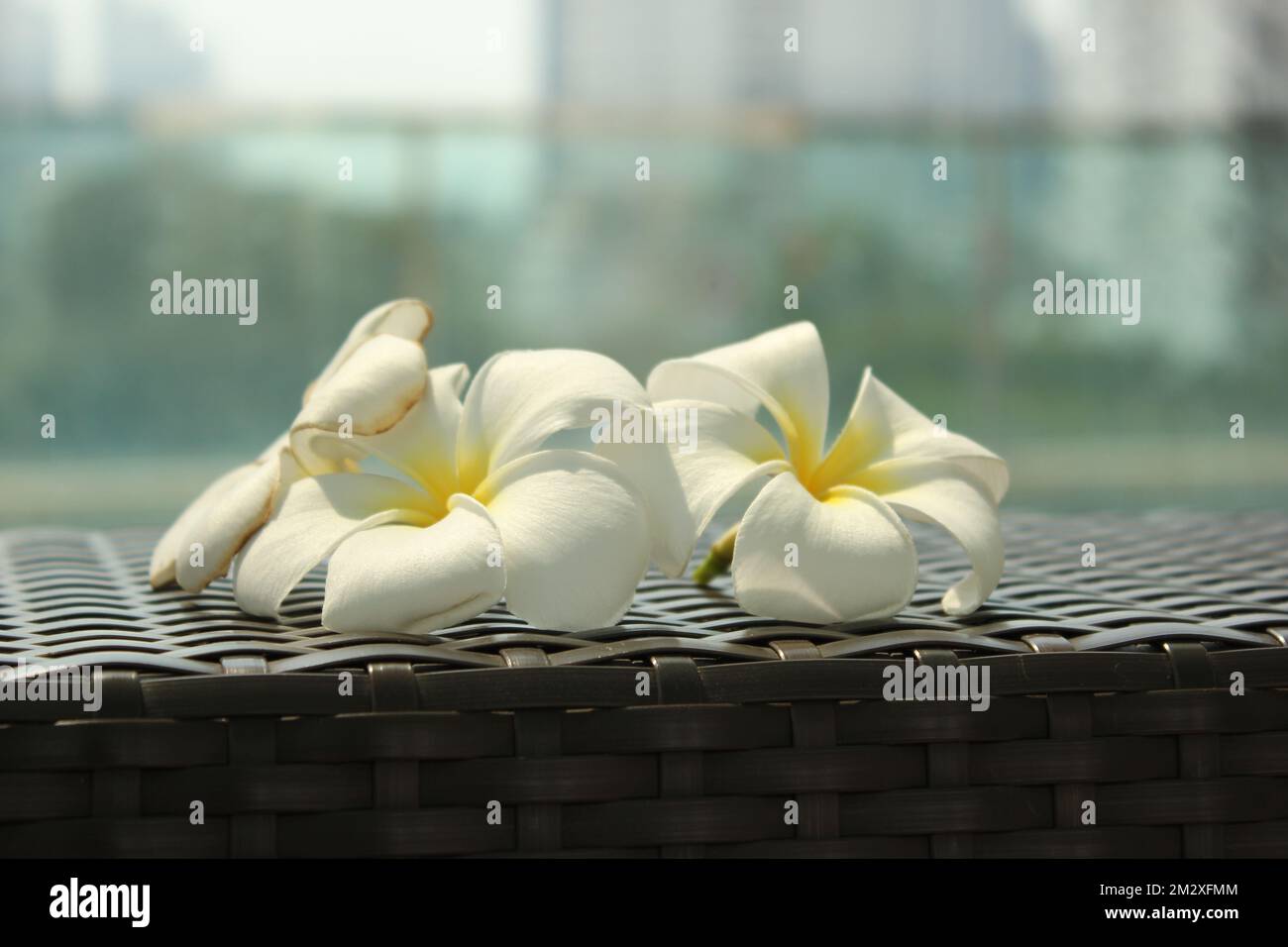 Bali flower, frangipani under Bangkok sun bright and light, beautiful ...
