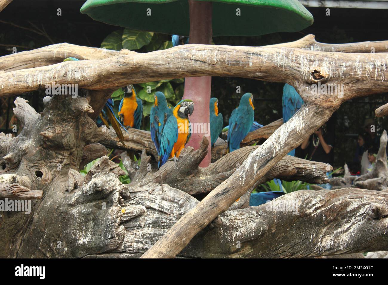 Big birds of thailand hi-res stock photography and images - Alamy