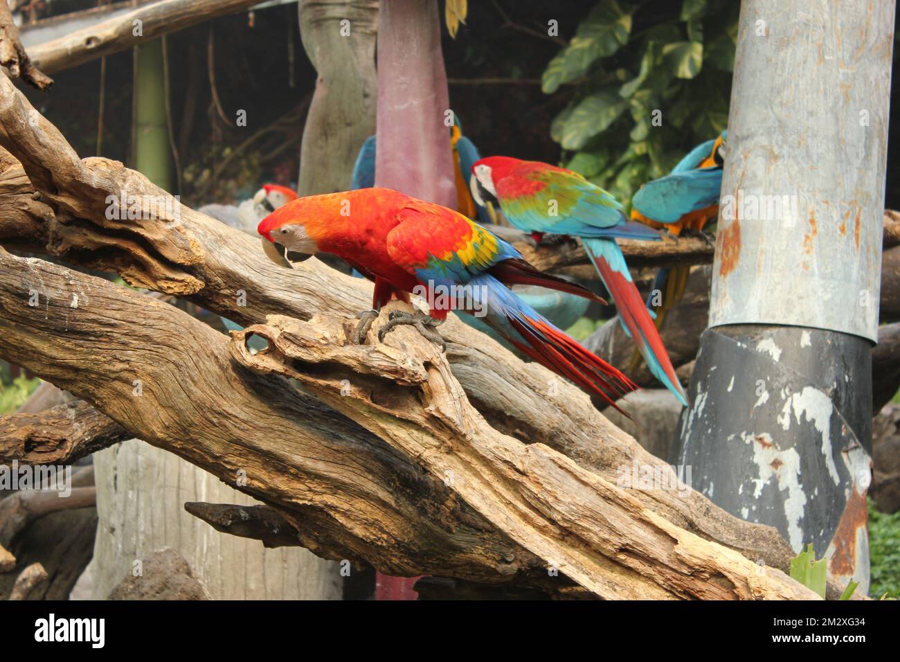 Bright Ara parrot birds in Bangkok Zoo, Thailand Stock Photo - Alamy