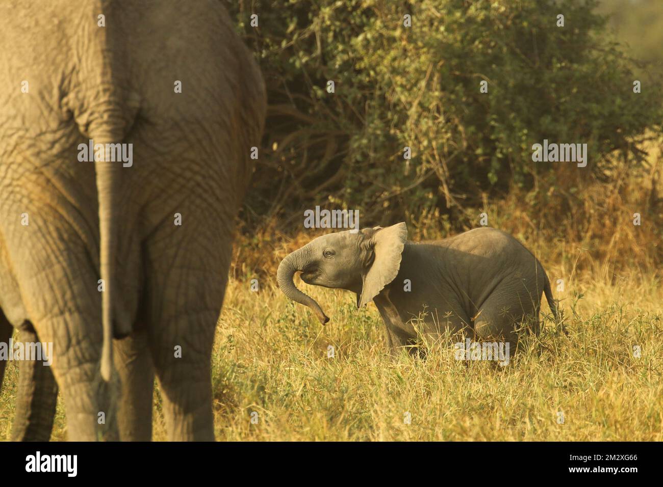 The close-up view of an African bush elephant from behind with its baby ...
